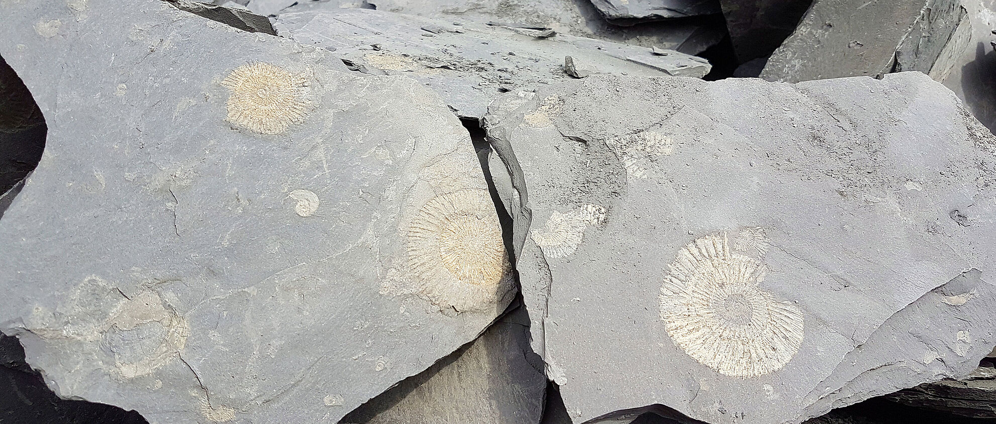 Fossilien-Klopf- und Sammelplatz - Gemeinde Dormettingen